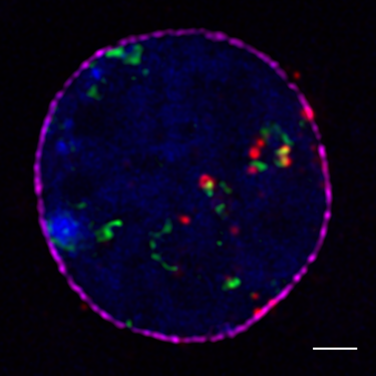 Light Microscopy Image Contest 2019 - Cancer Research UK Cambridge ...